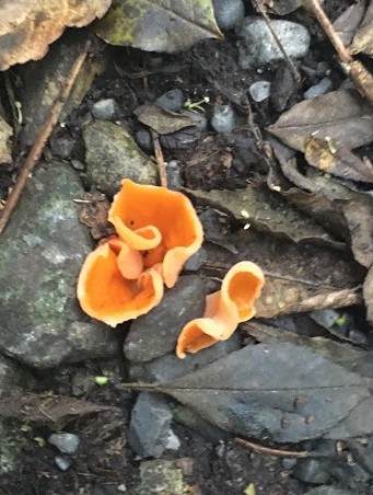 Groundhogs and orange peels