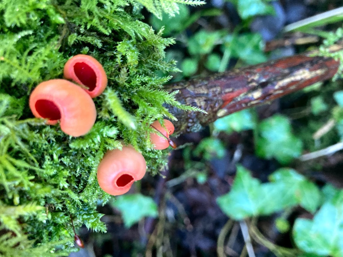 Scarlet Elfcups or Moss Cups and some Irish mycological history