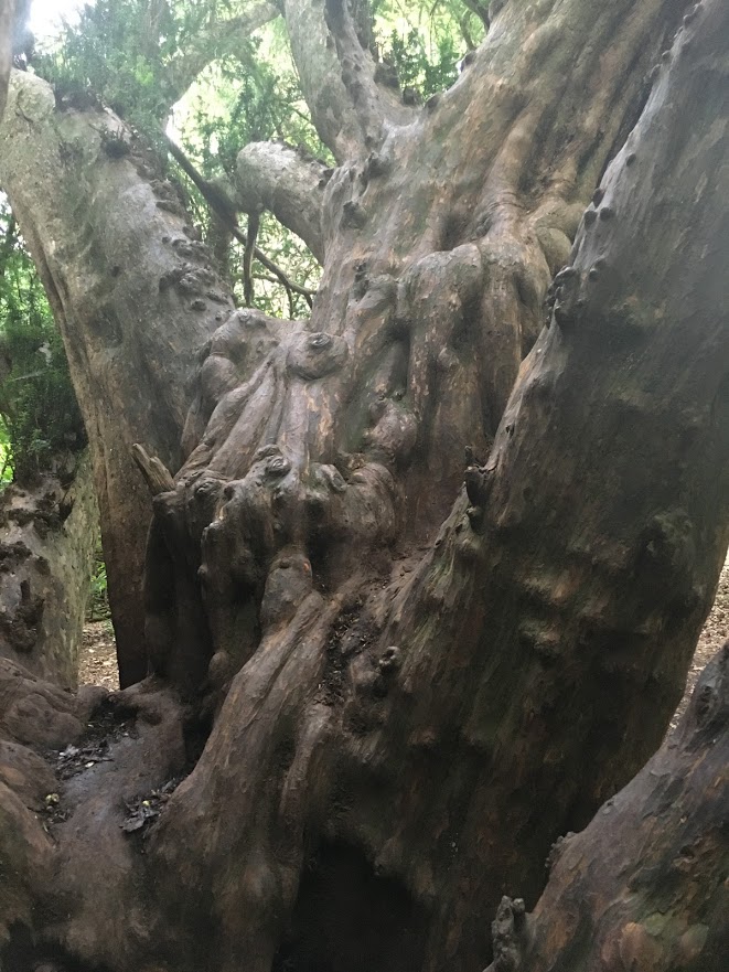 Yew, the Tree of Artefacts